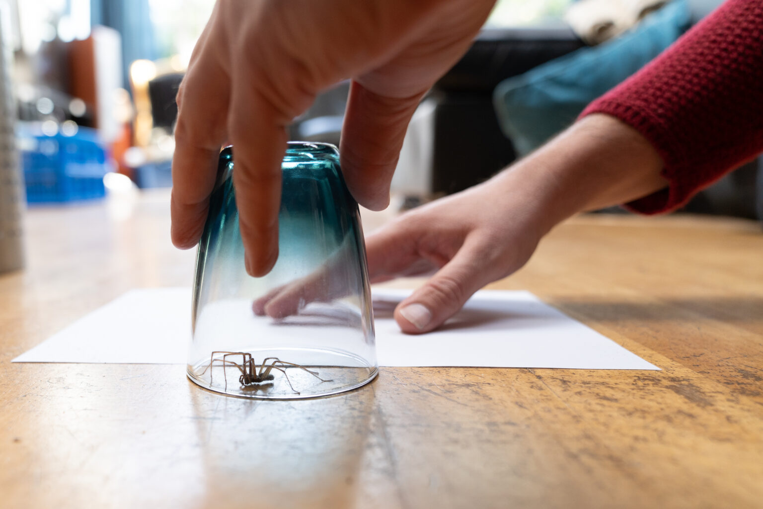 7 Ways to Prevent Insects from Invading Your Home - ABRACADABRA
